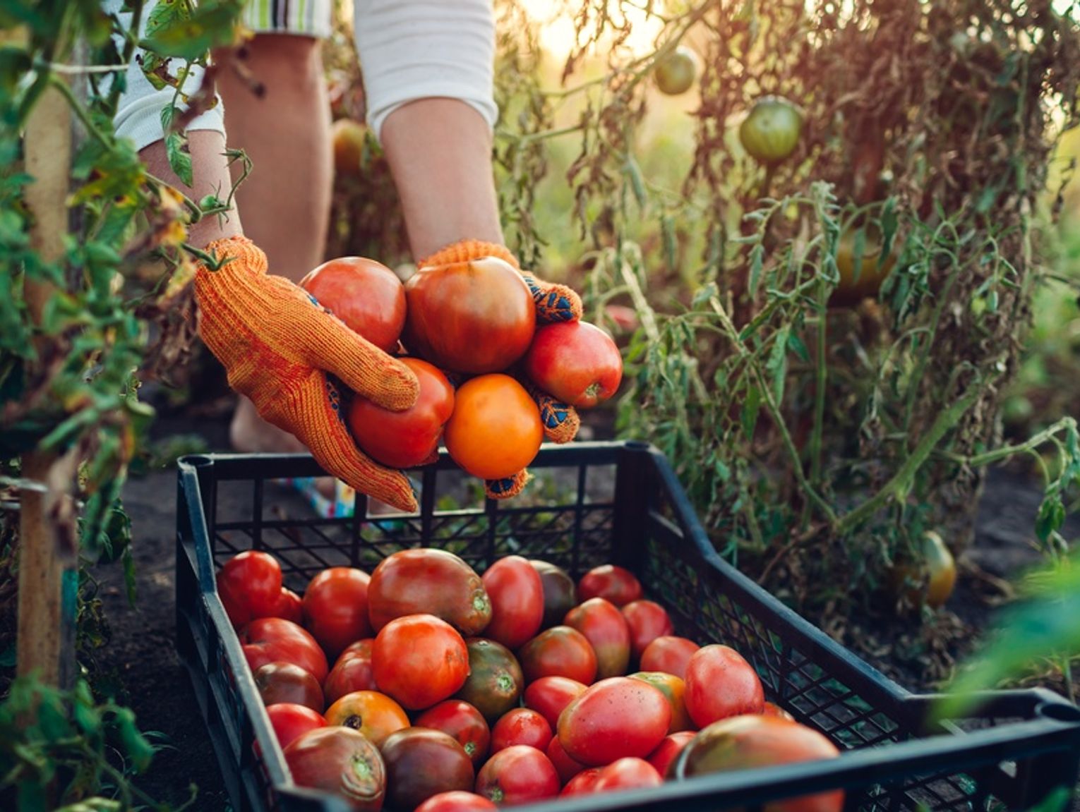 5 Tools Farmers Use To Improve Production