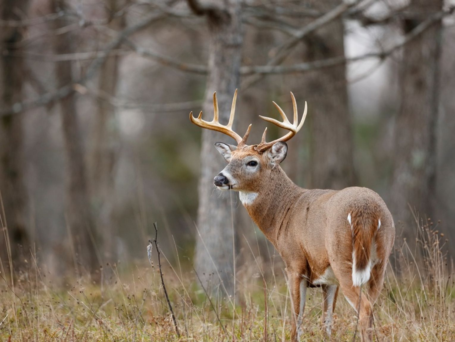 Deer Hunting Season: 6 Ways To Stay Safe