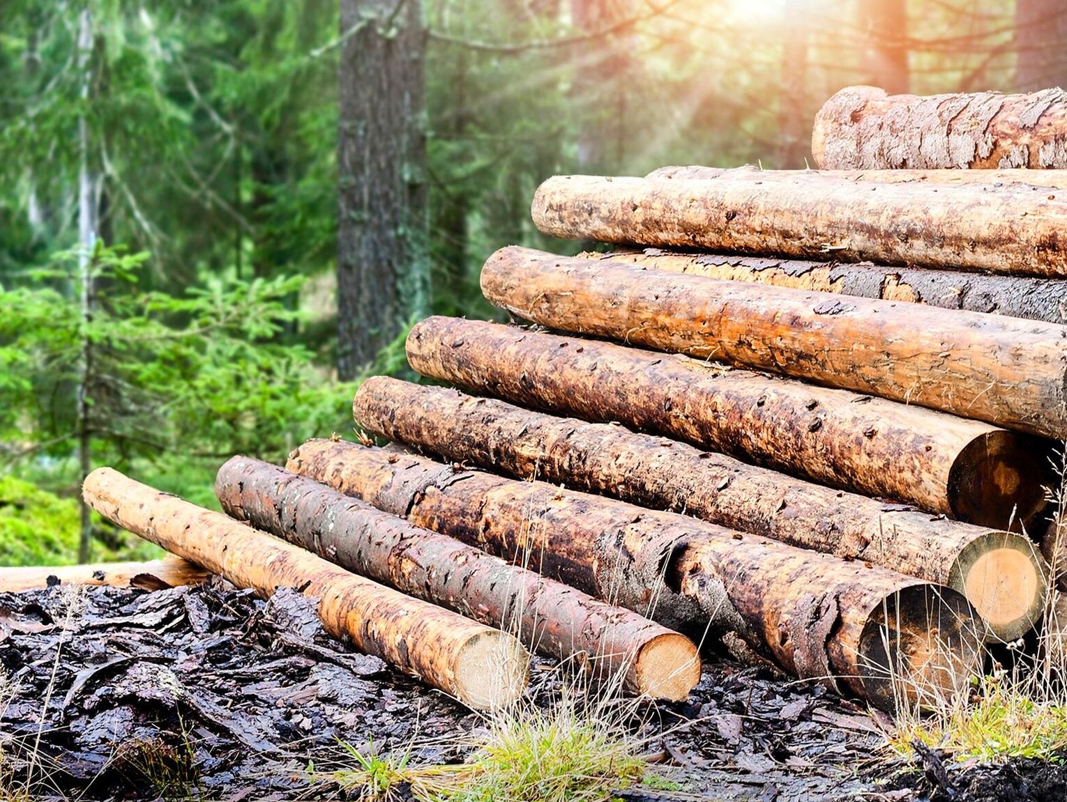 Taxes, Timber, and Land: Defining Forestry Basis