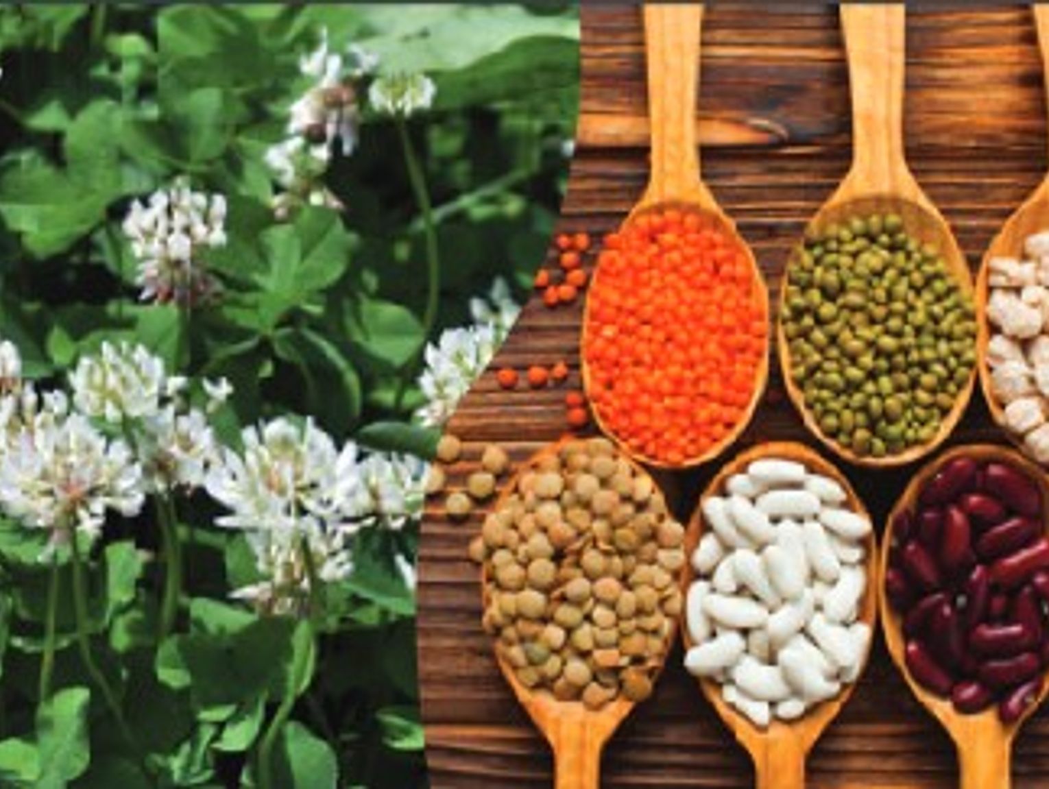 The benefit of forage legumes and plant inoculation