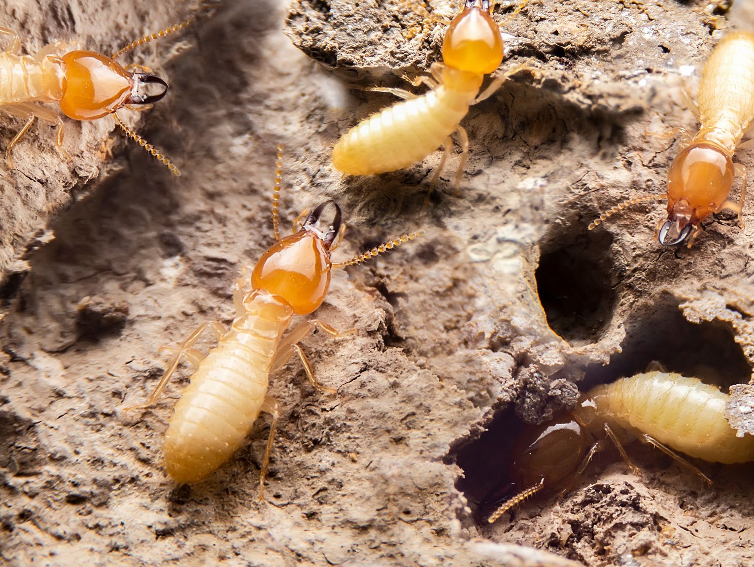 The conductive conditions of termite infestation