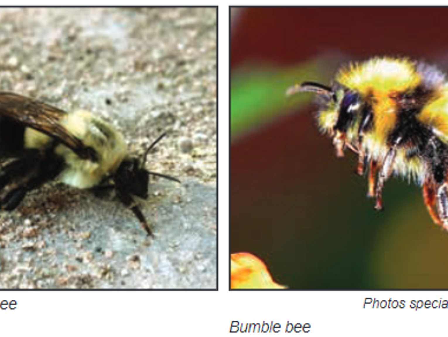 The difference between carpenter bees and bumble bees