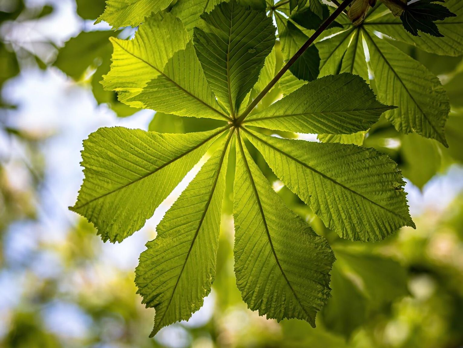 The history of the American chestnut tree in the South