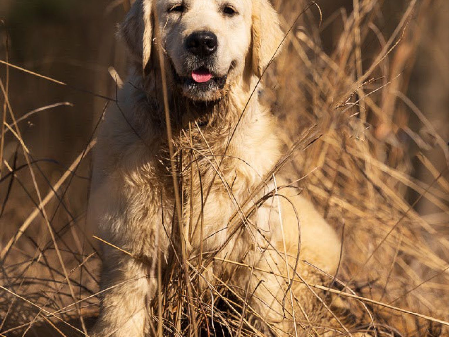 Therapy dog joins DA staff